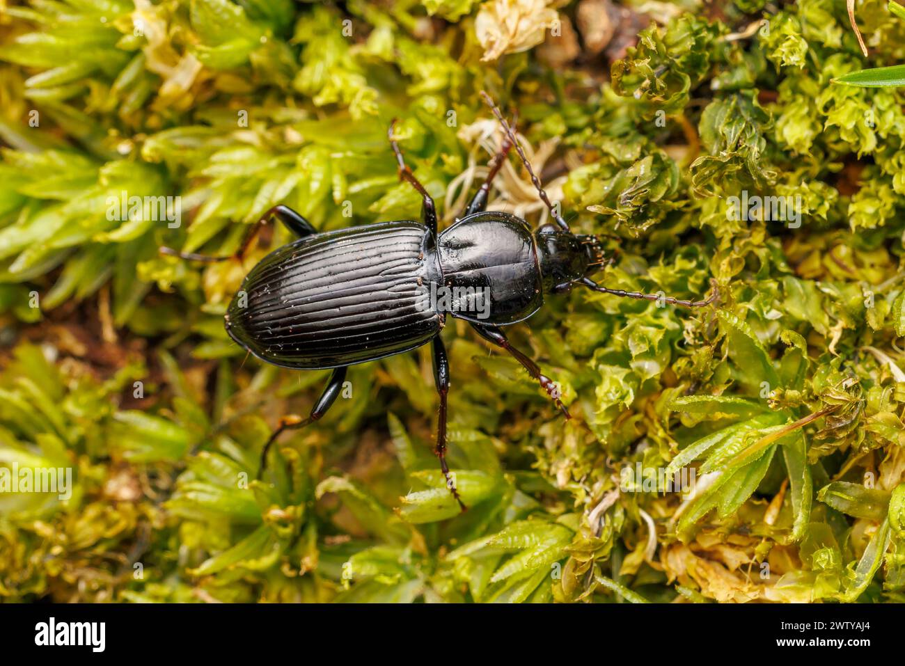 Carabidae ground beetles hi-res stock photography and images - Alamy