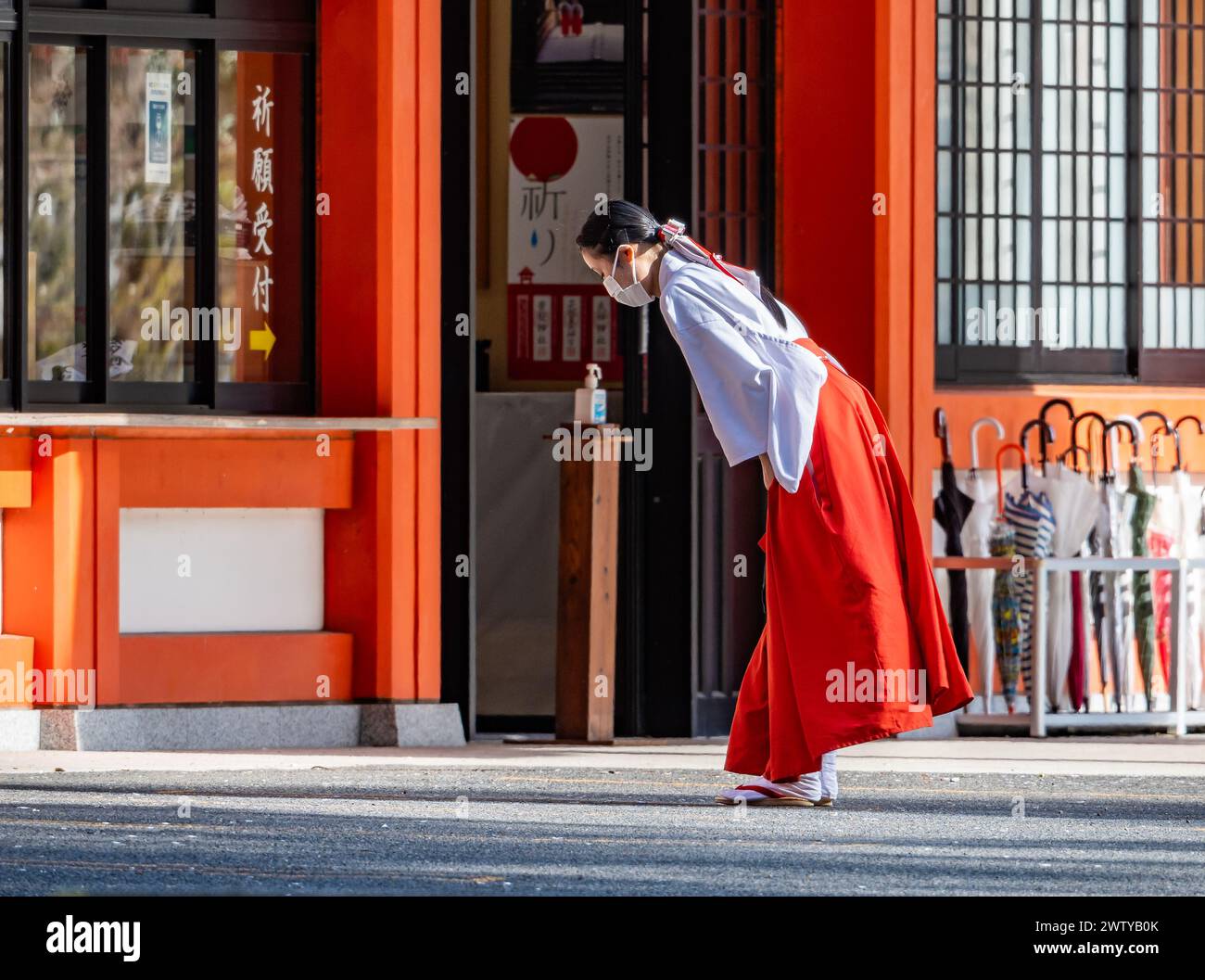 A young Japanese woman in traditional dress bowing in front of a shrine ...