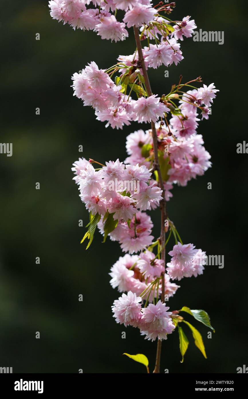 Lush branches of a blossoming sakura tree, pink double flowers of ...