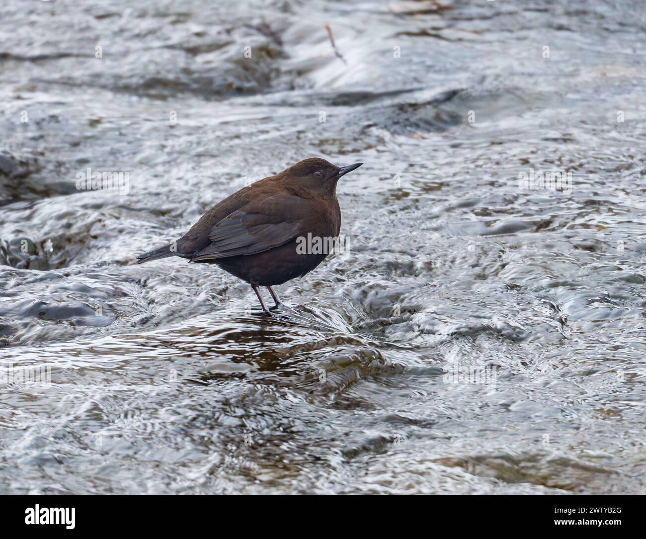 A Brown Dipper (Cinclus pallasii) standing by a creek. Hokkaido, Japan ...