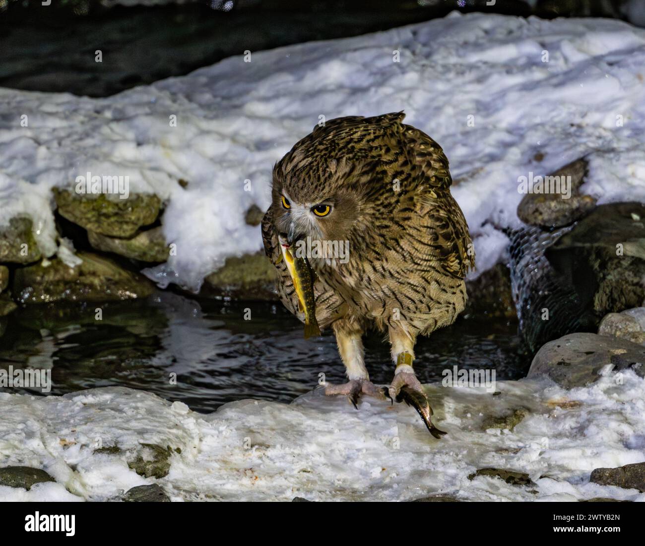 A Blakiston's Fish-Owl (Ketupa blakistoni) catching fish in a creek ...