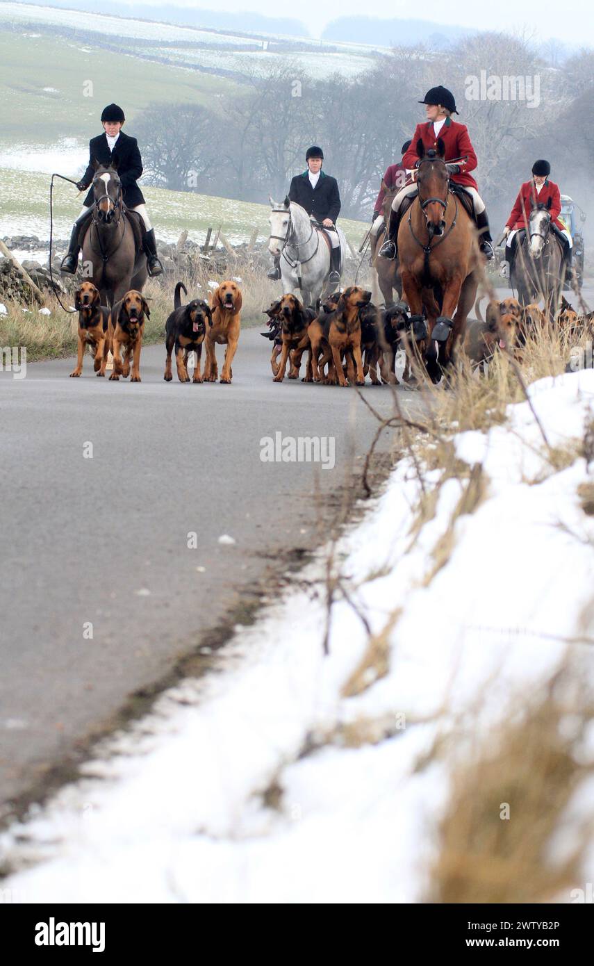The four shires bloodhounds hi-res stock photography and images - Alamy
