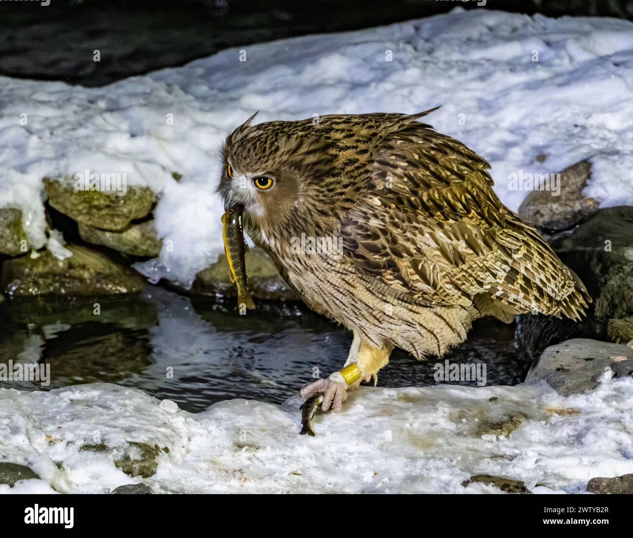 Blakistons fish owl hi-res stock photography and images - Alamy