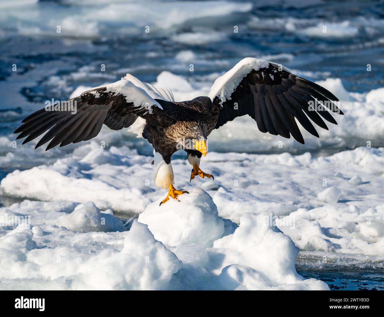 A Steller's Sea-Eagle (Haliaeetus pelagicus) standing on floating ice ...