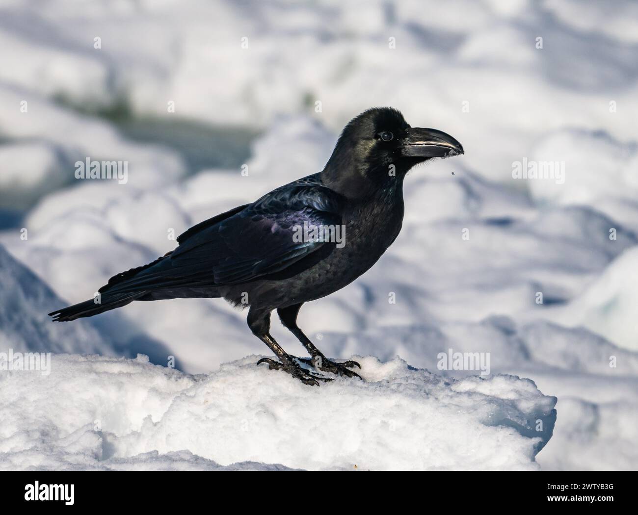 A Large-billed Crow (Corvus macrorhynchos) standing on floating sea ice ...
