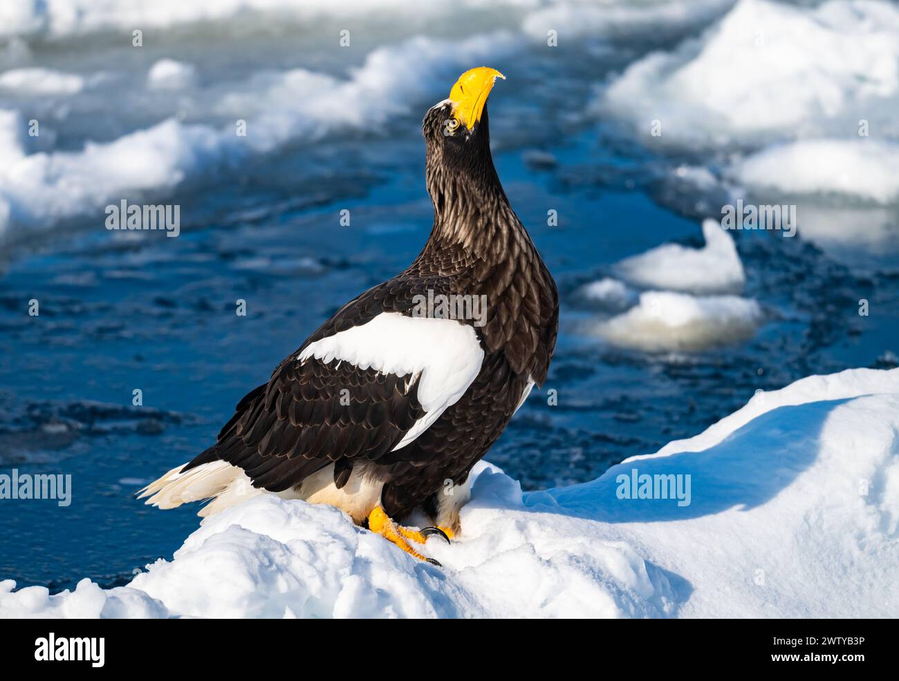 A Steller's Sea-Eagle (Haliaeetus pelagicus) standing on floating ice ...
