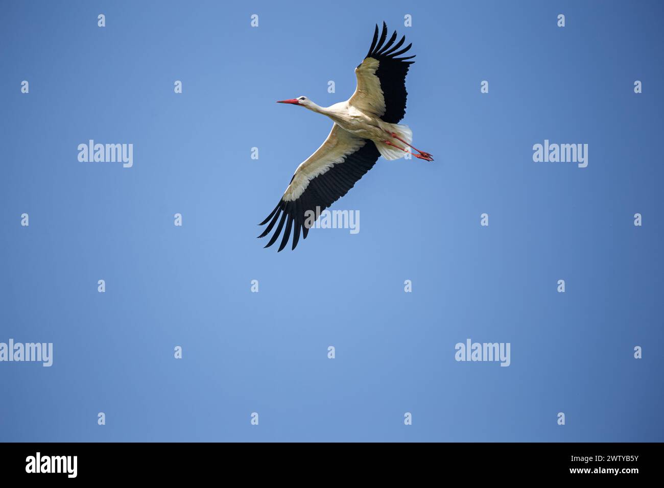 A large white stork flies against the background of a clear blue sky ...