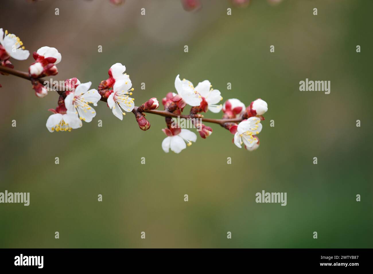 Blooming buds on a branch of a fruit apricot tree, close-up, blurred ...