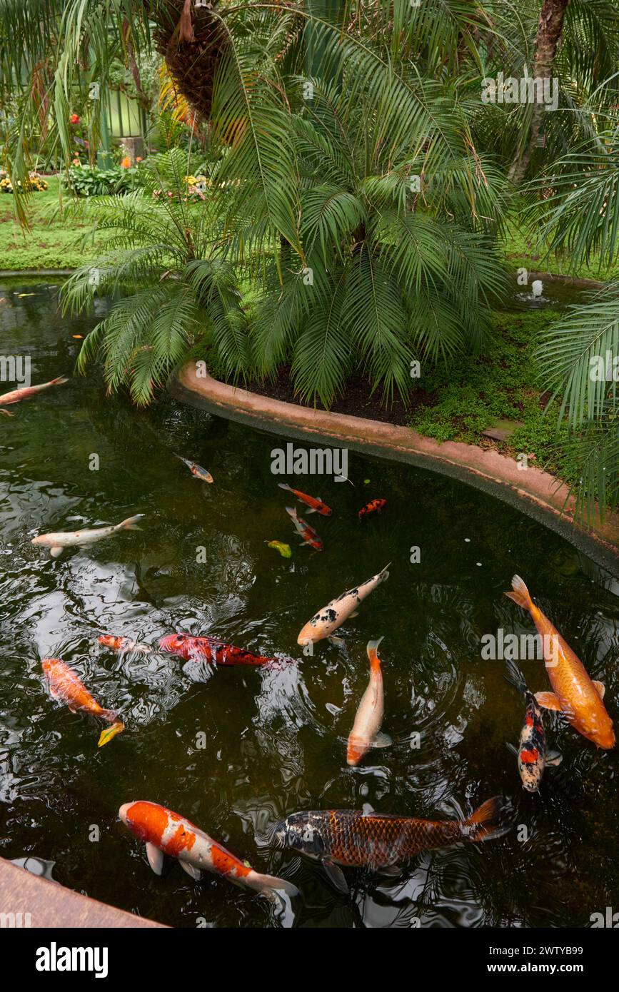 Majestic Japanese Koi Fish Swimming in Pond at Greenhouse. Japanese ...