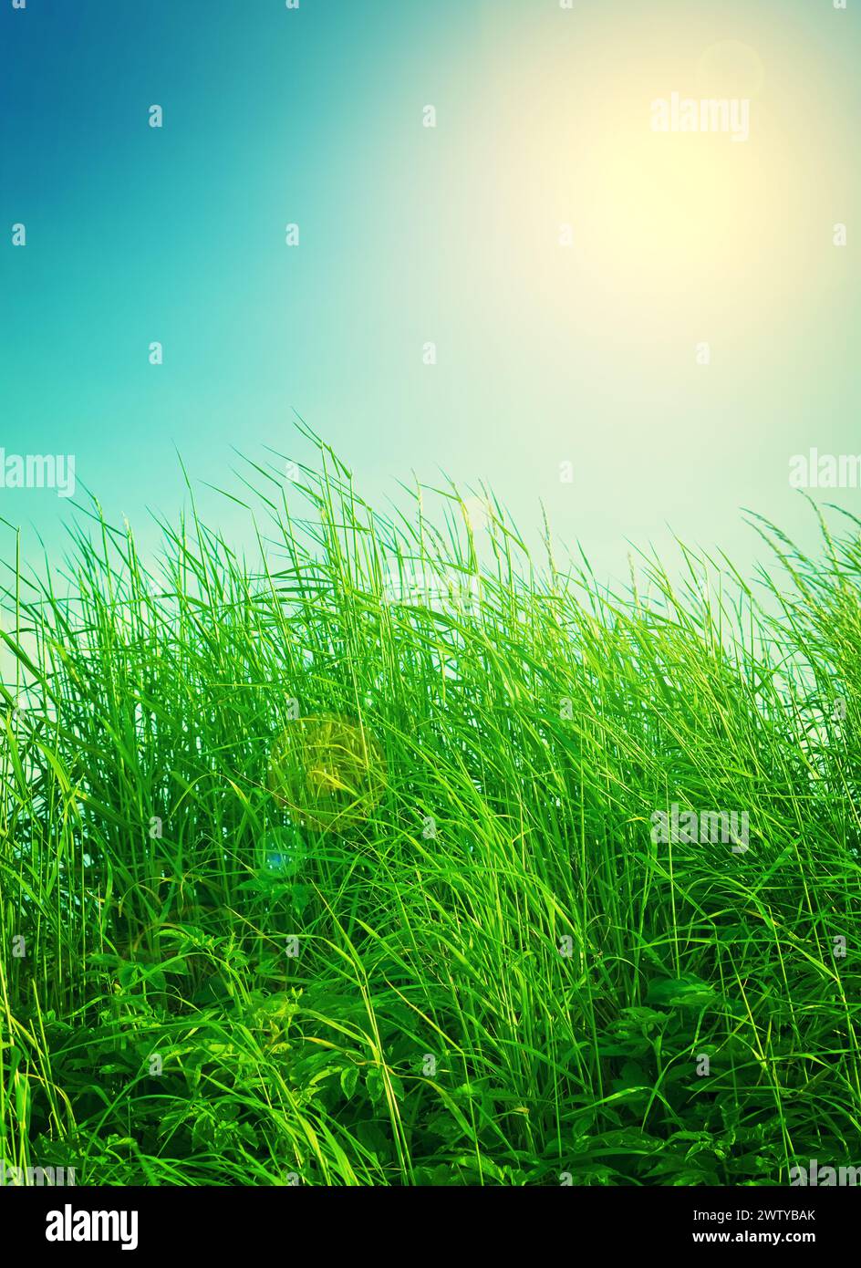 Blue sky, nature and grass in field with sunshine for environment ...