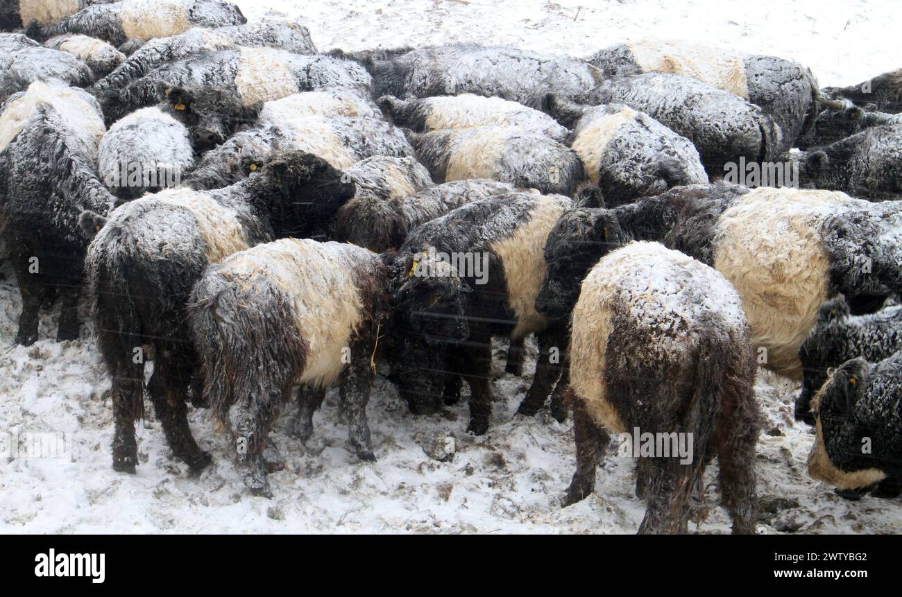 Cattle stop hi-res stock photography and images - Alamy