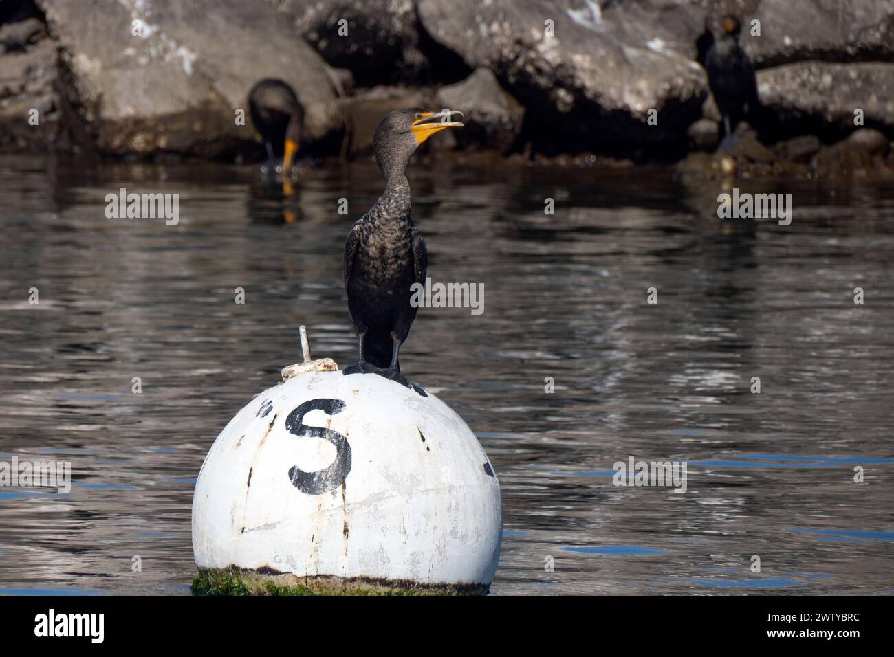 Portrait of Double-crested cormorant, Loreto, Baja California Sur ...