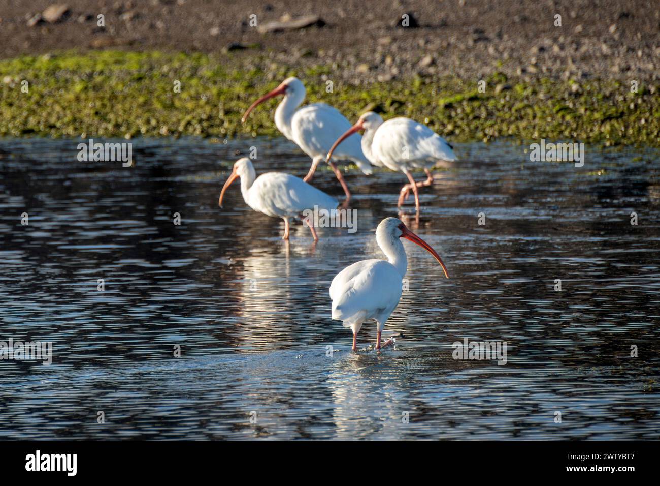 group of White ibis, Eudocimus albus, bird in water of Loreto Baja ...
