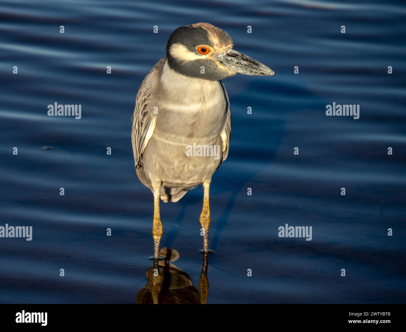 A Yellow-crowned Night Heron (Nyctanassa violacea) in a shallow lagoon ...