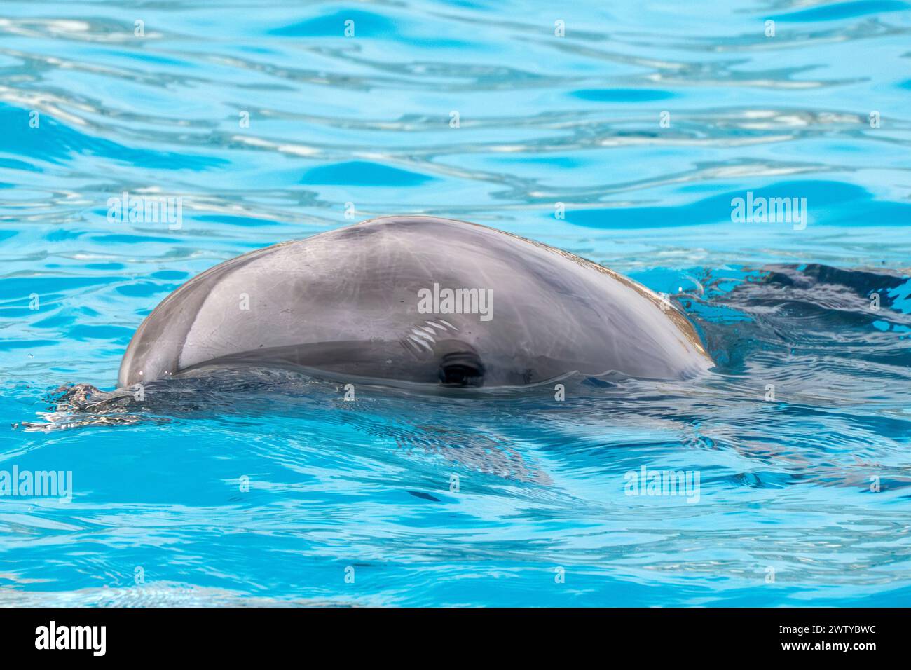 A Dolphin close up portrait in blue water Stock Photo - Alamy