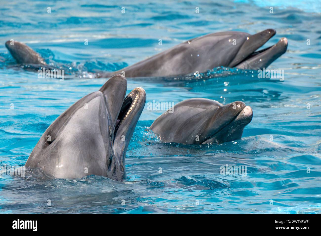 Three Dolphins in a row close up portrait in blue water Stock Photo - Alamy