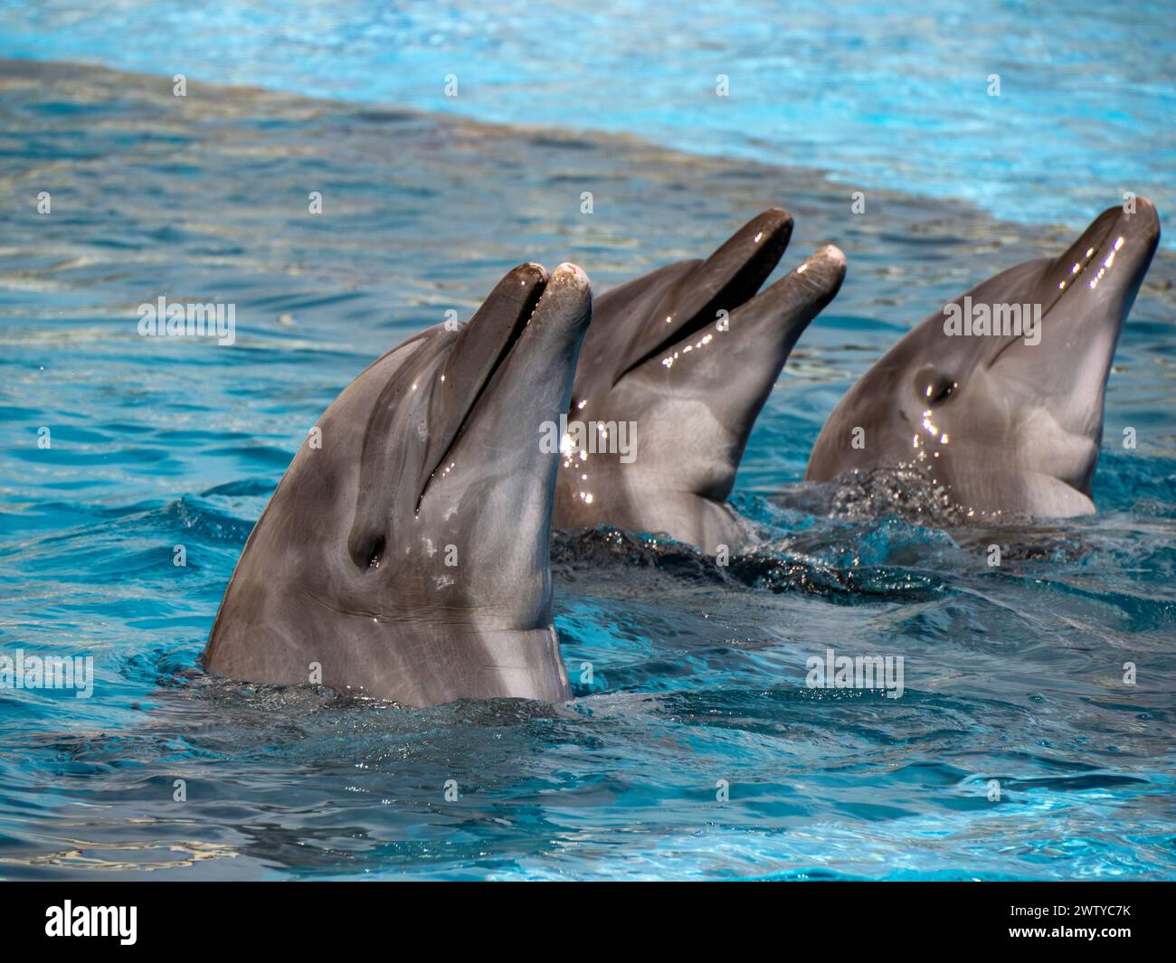 Three Dolphins in a row close up portrait in blue water Stock Photo - Alamy