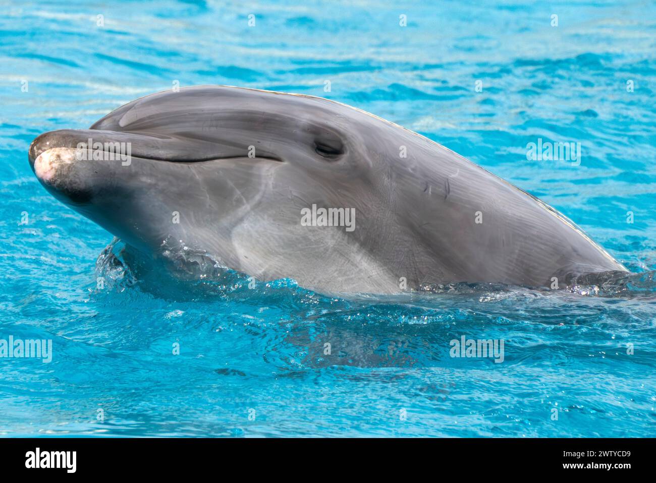A Dolphin close up portrait in blue water looking at you Stock Photo ...
