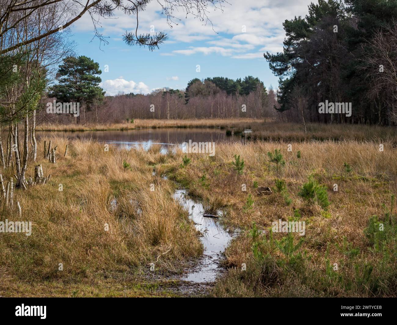Pond and wet ground at Skipwith Common, North Yorkshire, England Stock ...