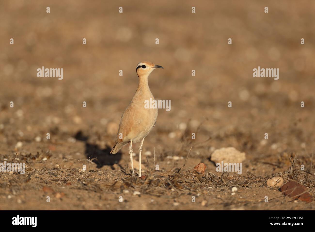 The chick was an unusual find in September, but birds will take any ...