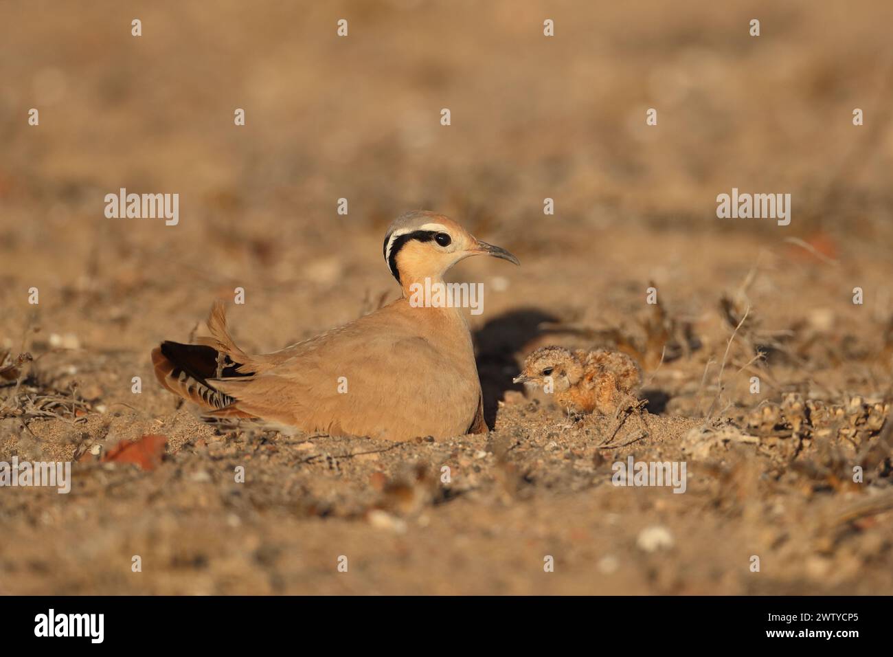 The chick was an unusual find in September, but birds will take any ...