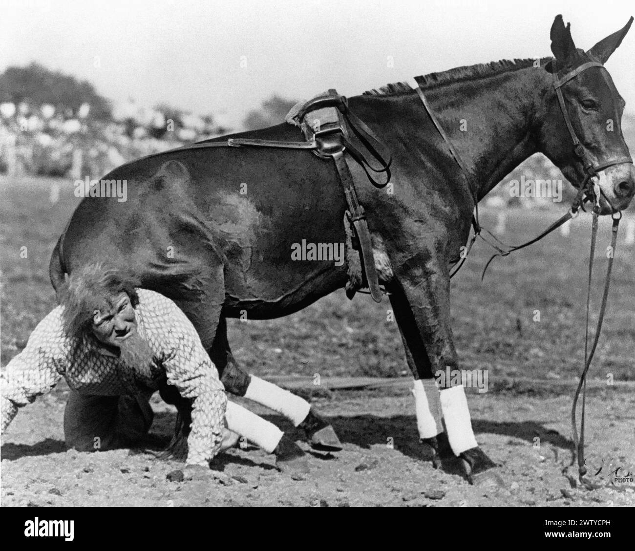 A racehorse takes a break by resting his haunches on a man who is on ...