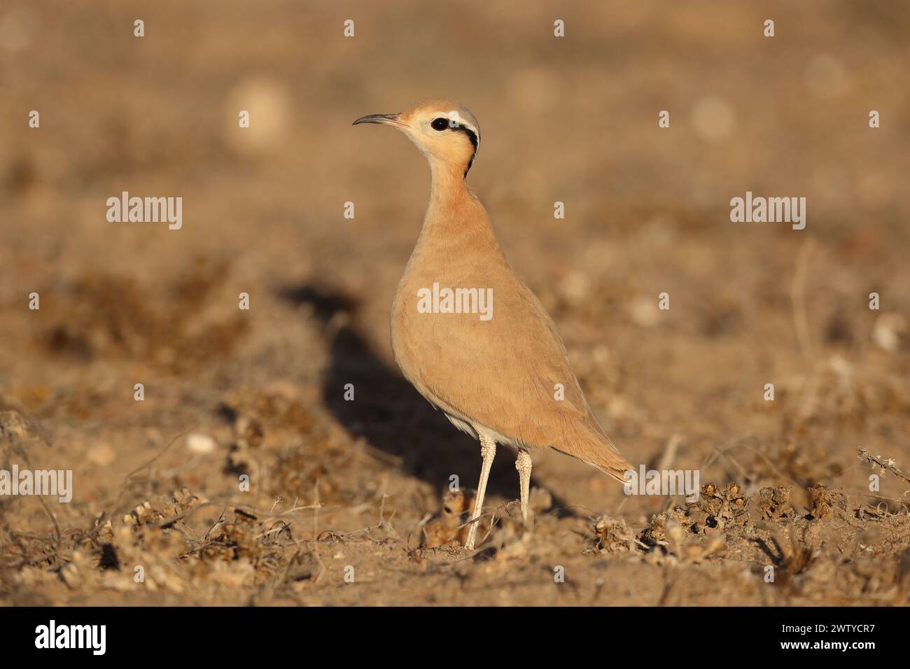 The chick was an unusual find in September, but birds will take any ...