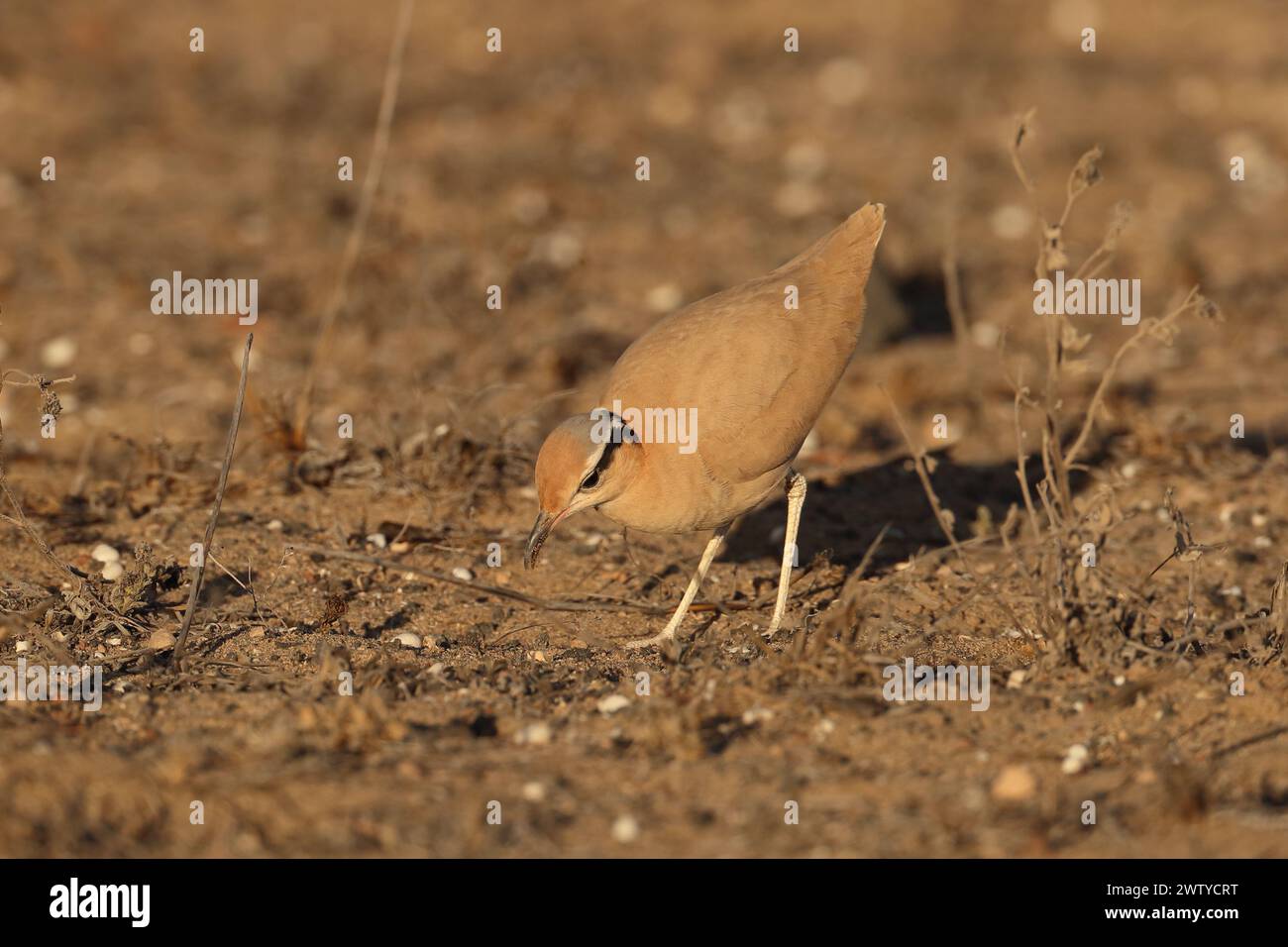 The chick was an unusual find in September, but birds will take any ...