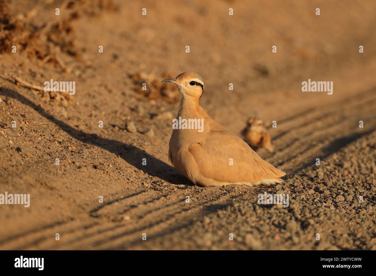 The chick was an unusual find in September, but birds will take any ...