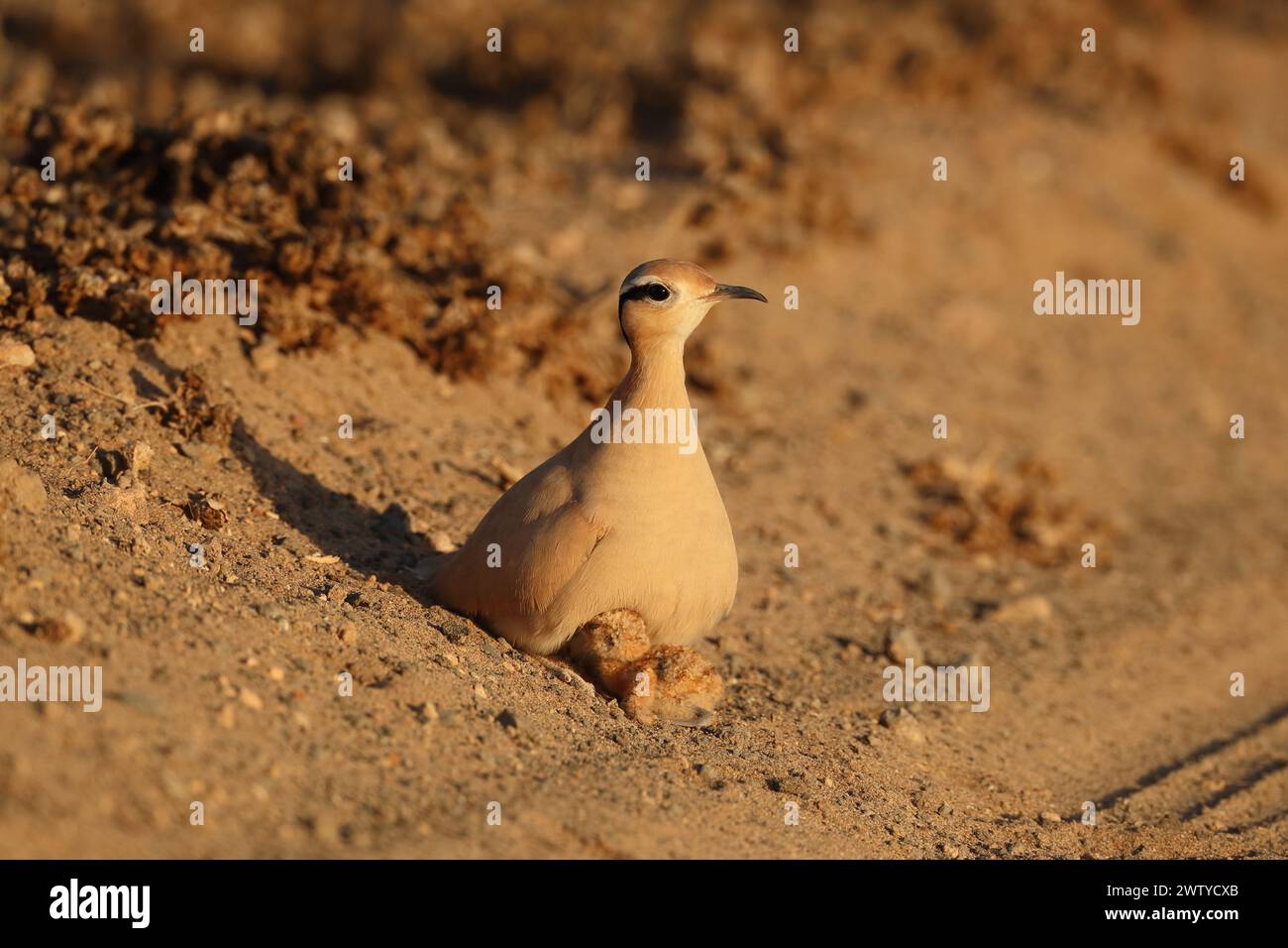 The chick was an unusual find in September, but birds will take any ...