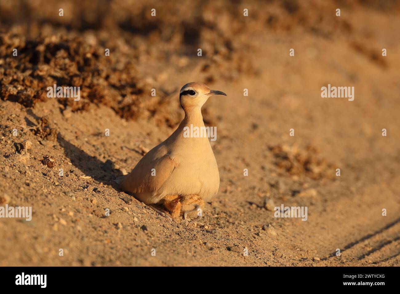 The chick was an unusual find in September, but birds will take any ...
