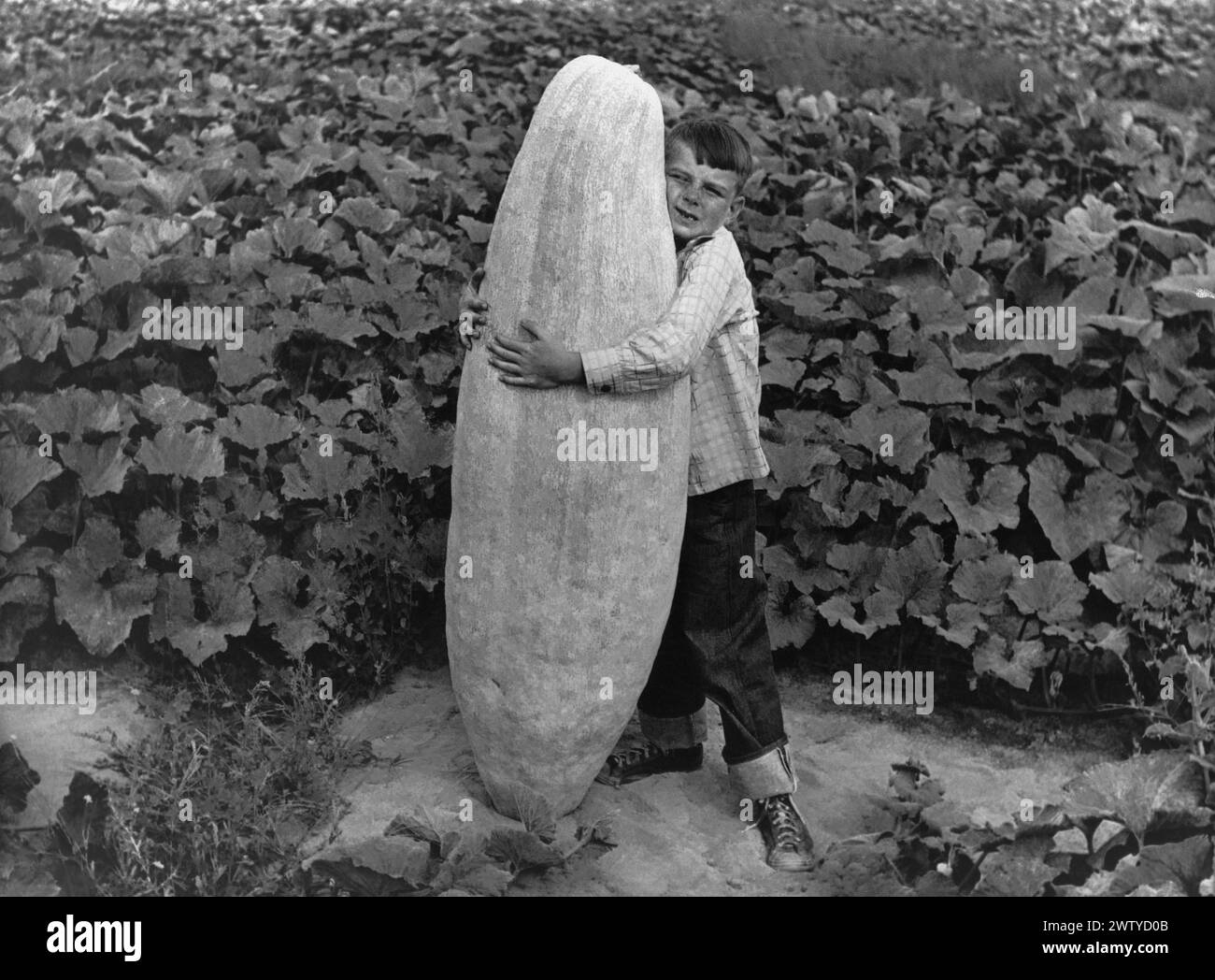 Young boy hugging a giant squash as he stands in a cultivated field ...
