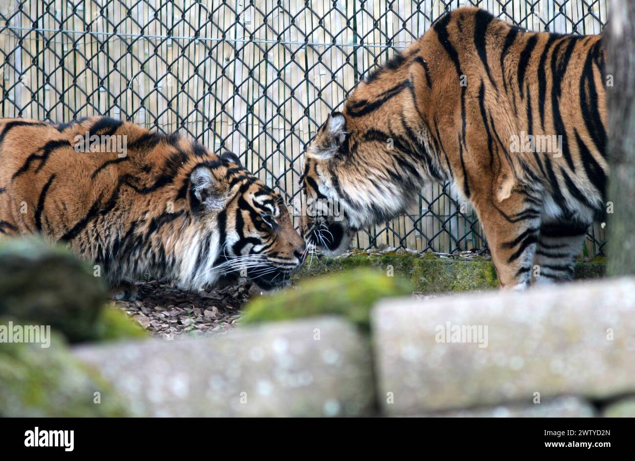 17/02/12. Kelabu (left) is given a kiss and lots of love from her ...