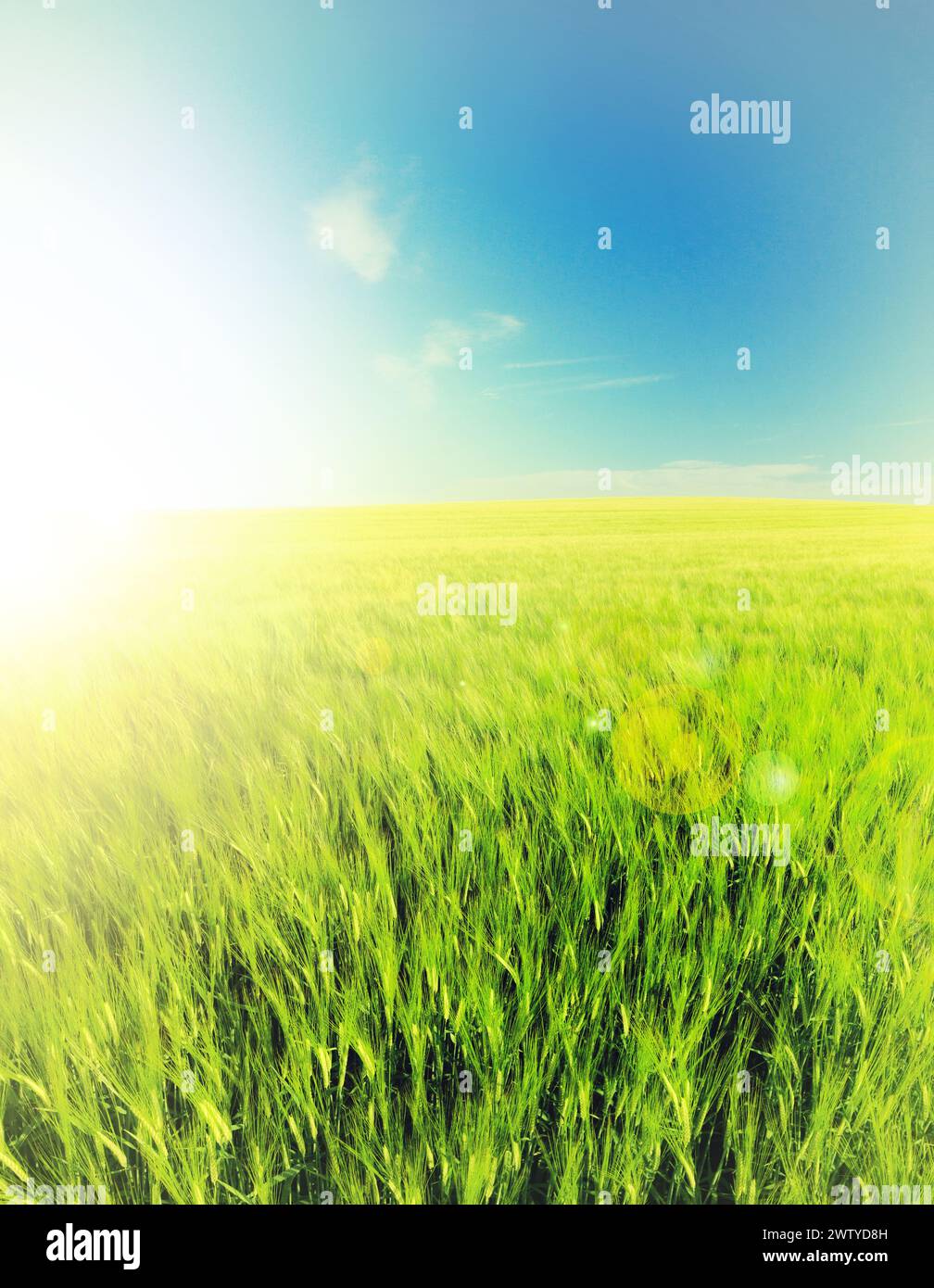 Blue sky, landscape and grass in field with sunshine for environment ...