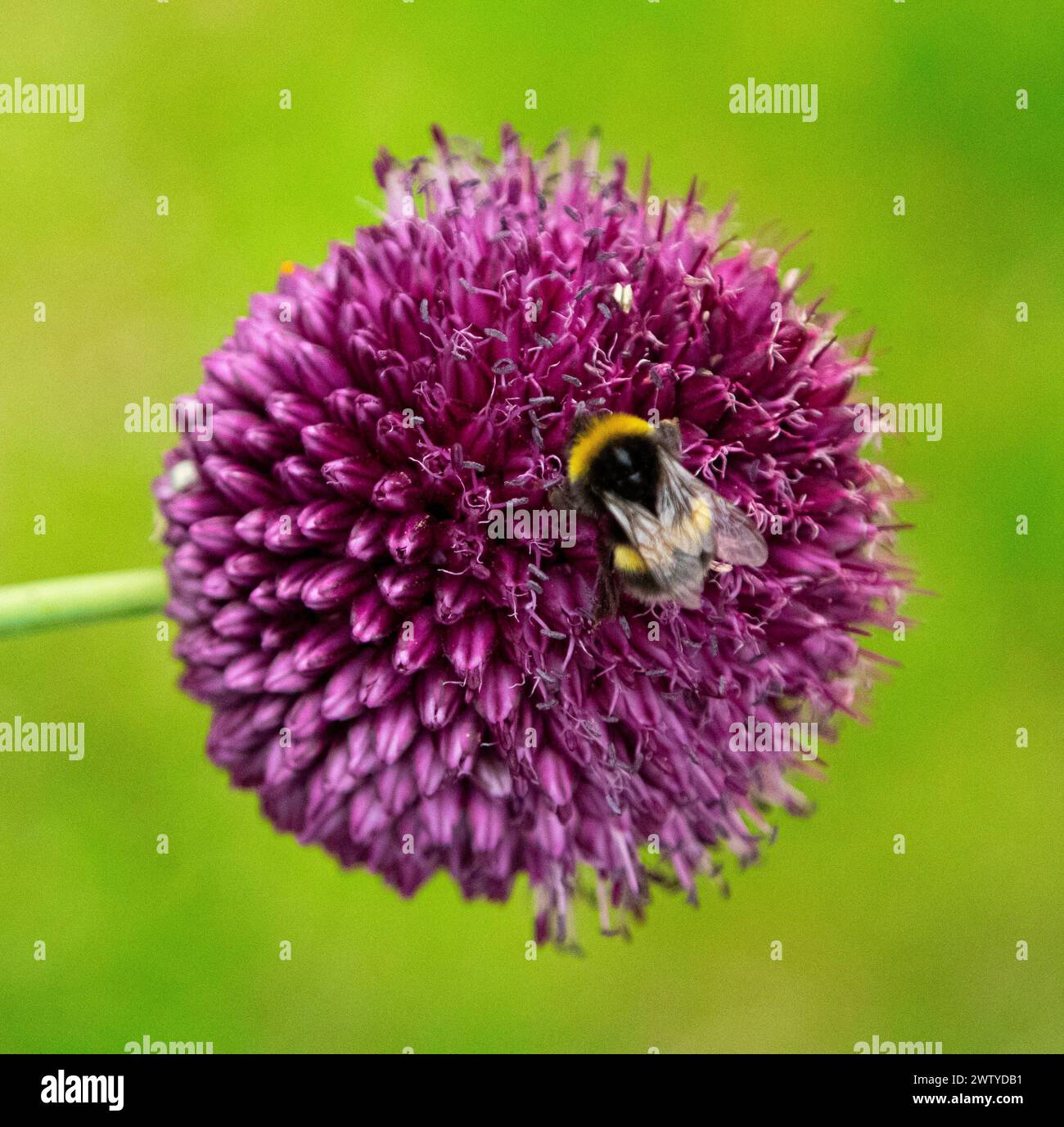 Outside close up allium hi-res stock photography and images - Alamy