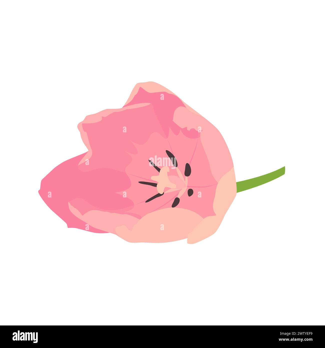 One bud of a blooming pink tulip. Vector illustration Stock Vector ...