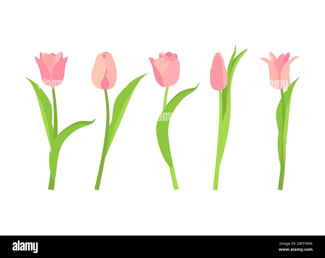 Set of five pink tulips. Vector illustration on a white background ...