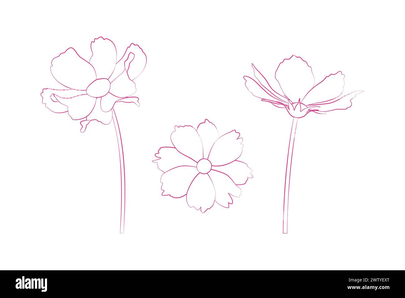 Hand drawn continuous line drawing of cosmos flowers. Vector ...