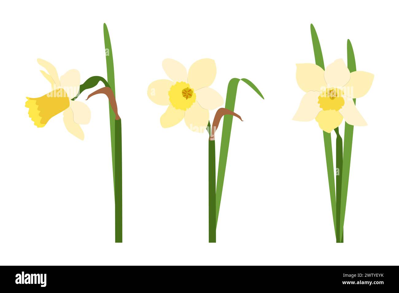 Set of three yellow daffodils on a white background. Vector Stock ...