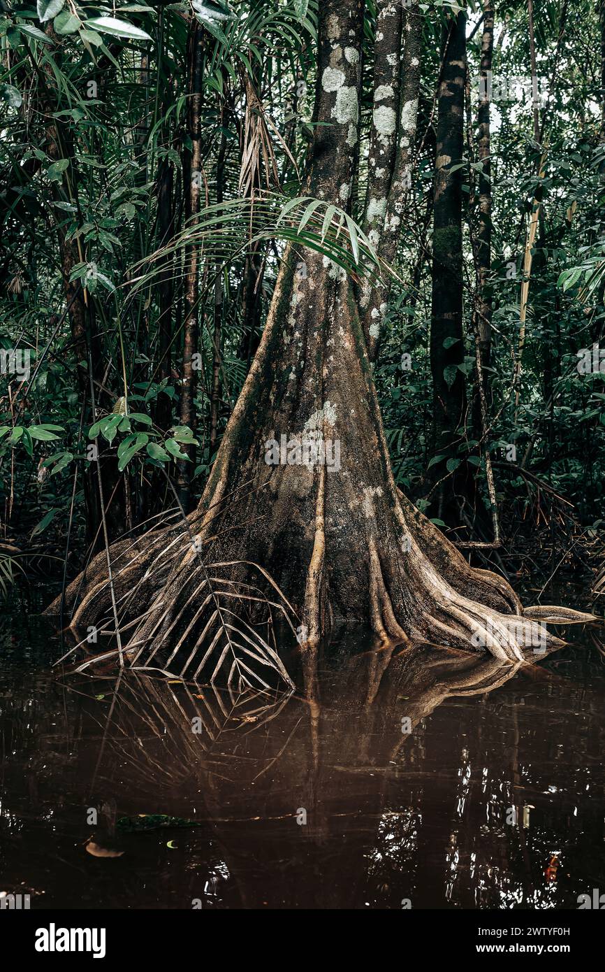 Amazonian hi-res stock photography and images - Alamy