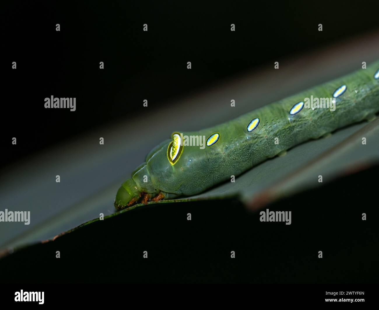 Caterpillar Oleander Hawk Moth eating leaf of colocasia Stock Photo - Alamy