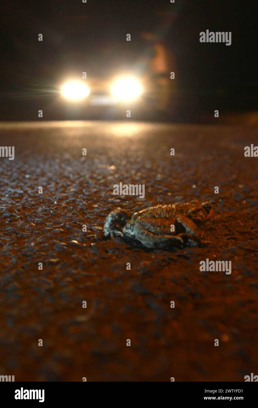 Toad crossings hi-res stock photography and images - Alamy