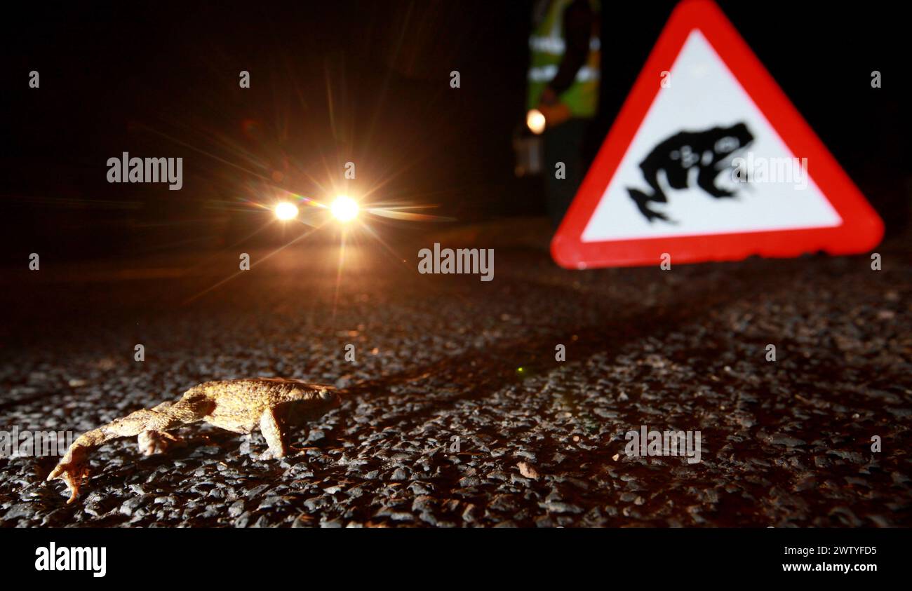 Toad crossings hi-res stock photography and images - Alamy