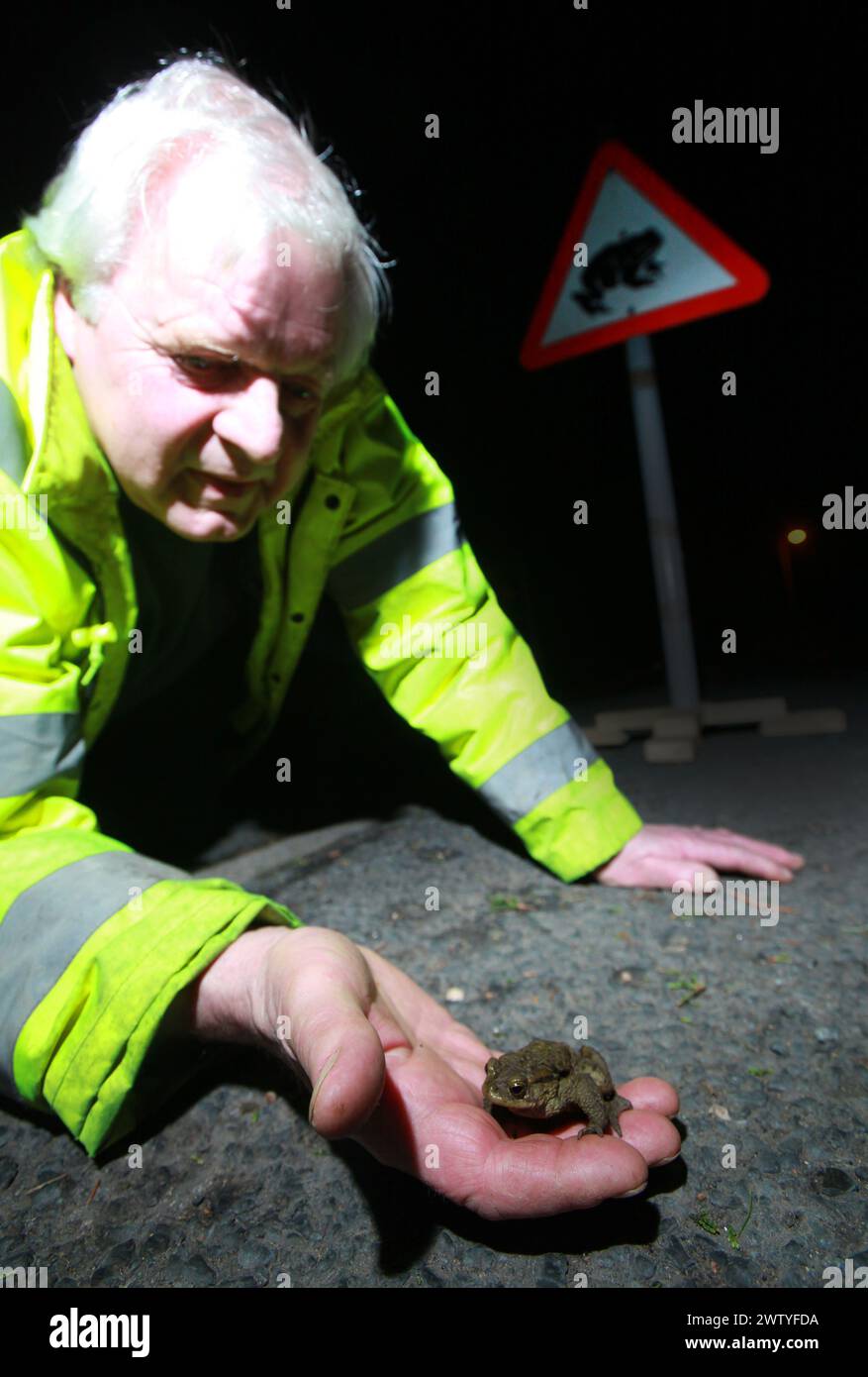 11/03/2012...Bob Baker, 70, helps a toad at a toad crossing near ...