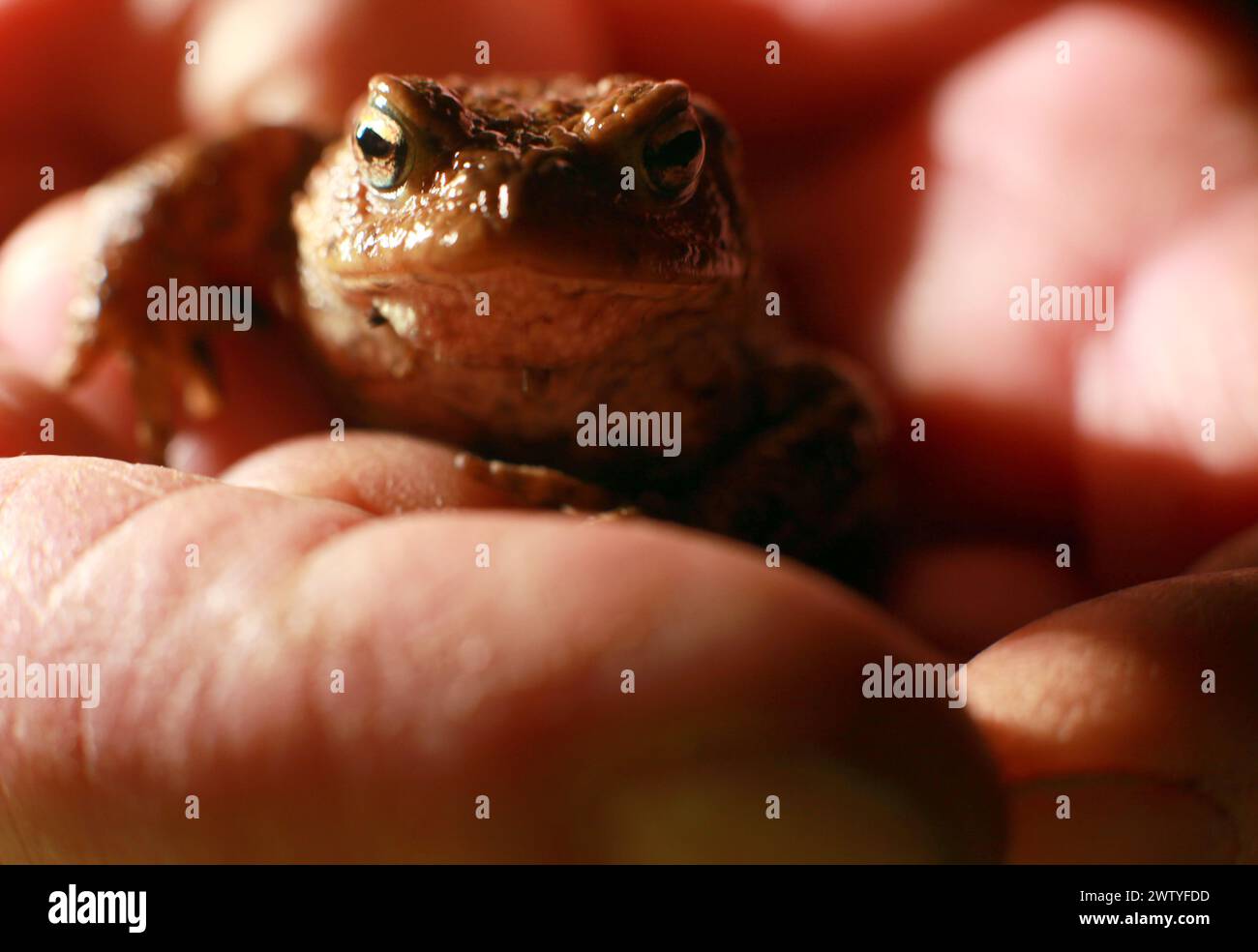 11/03/2012...Bob Baker, 70, helps a toad at a toad crossing near ...