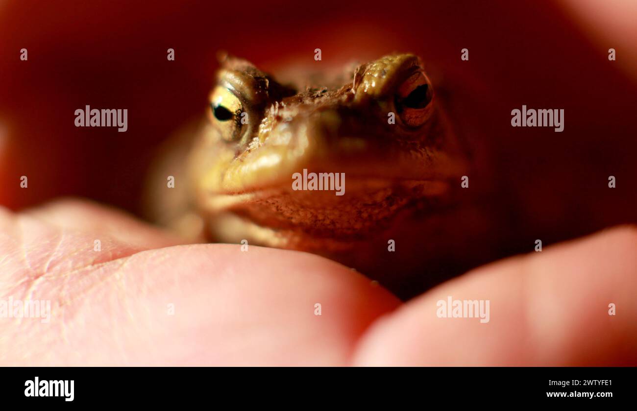 11/03/2012...Bob Baker, 70, helps a toad at a toad crossing near ...