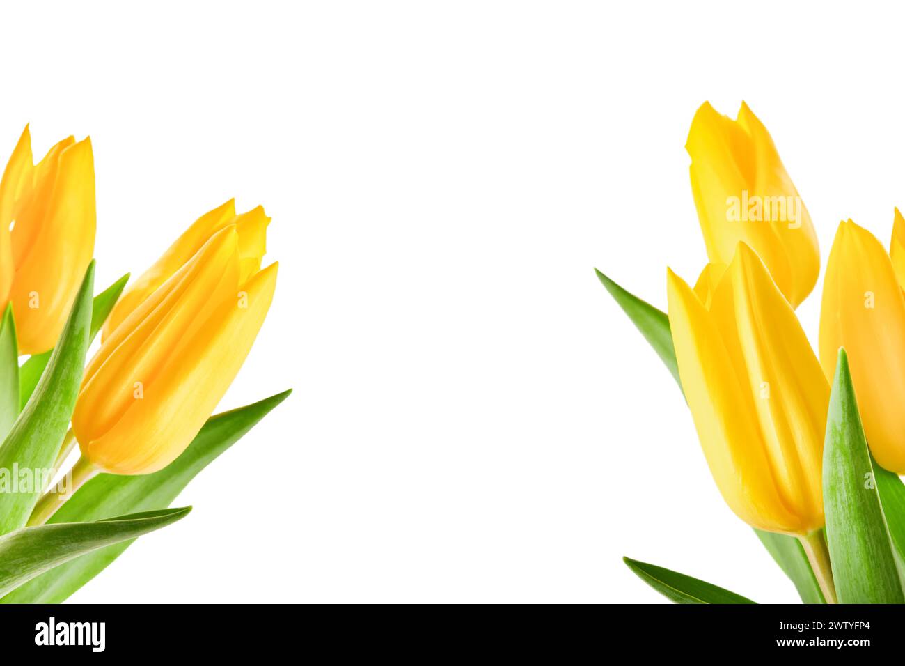 Yellow tulips bouquets isolated on white background with clipping path ...