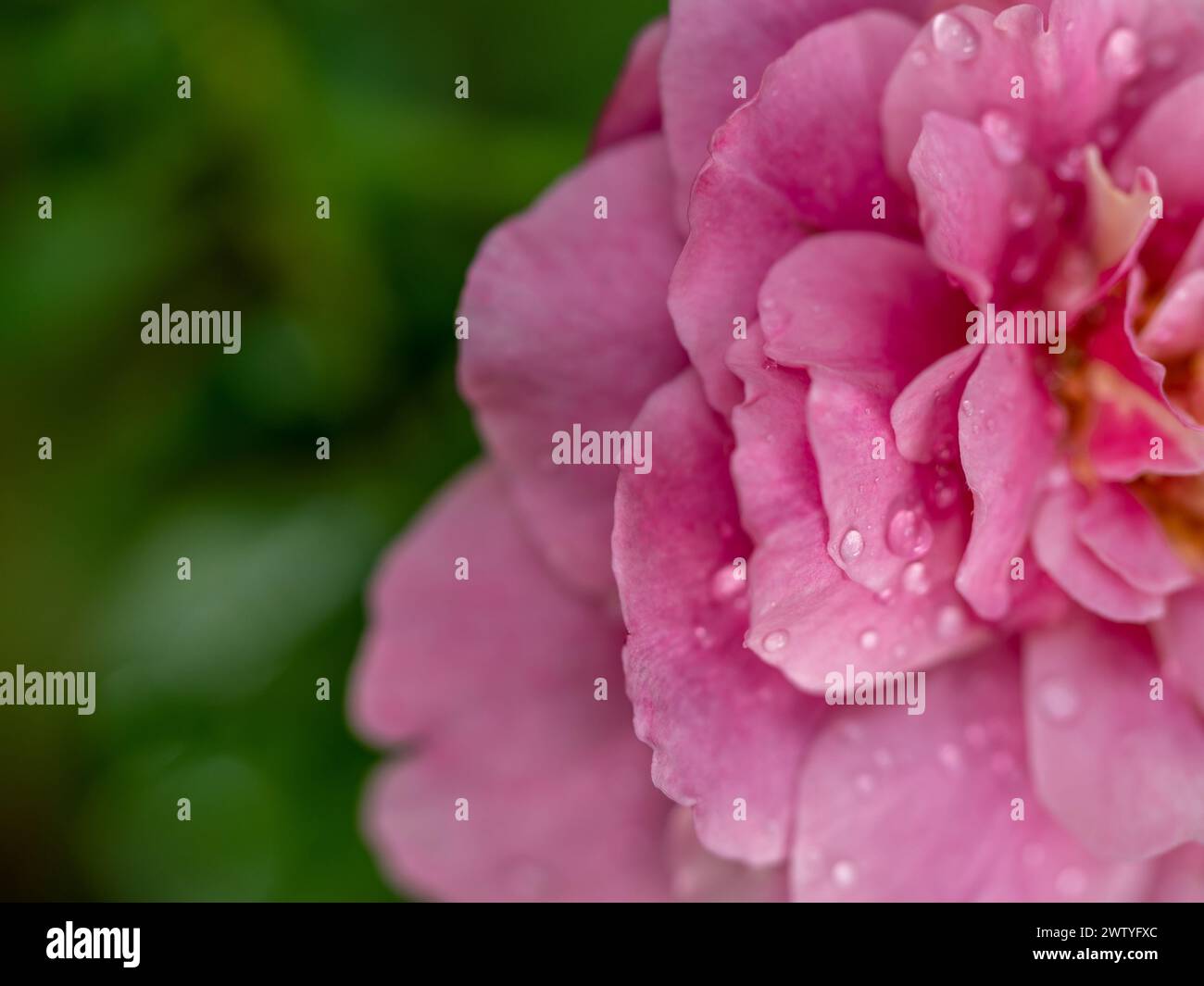 Close-up delicate Claude Brasseur rose pollens and petals as nature ...