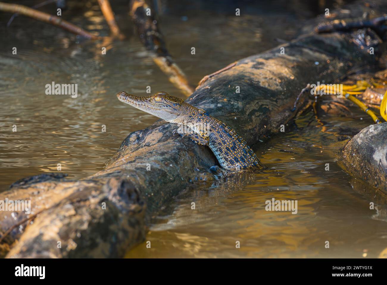 Baby Australian saltwater crocodile climbing a log in the middle of the ...