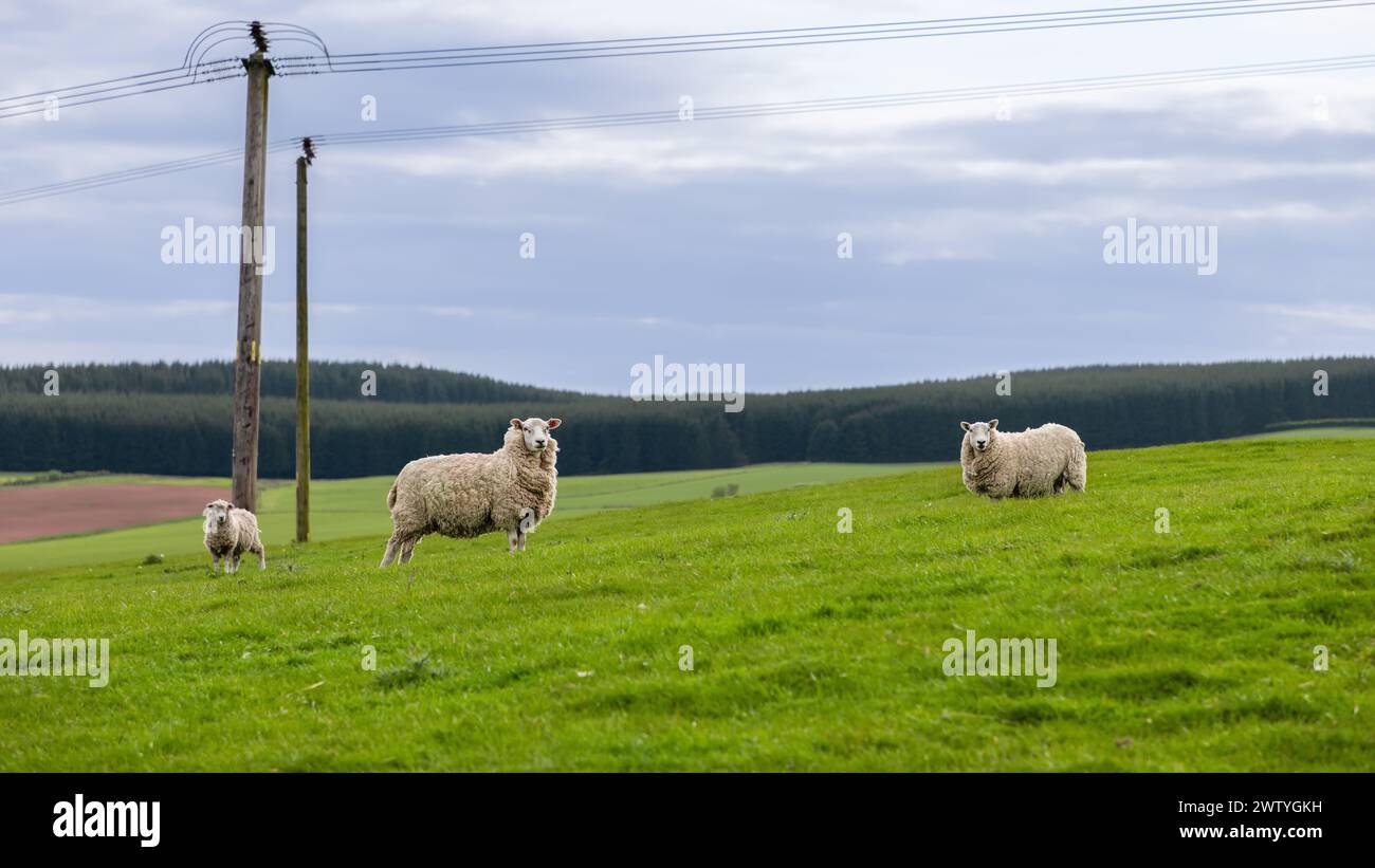 Serene pastoral scene unfolds hi-res stock photography and images - Alamy